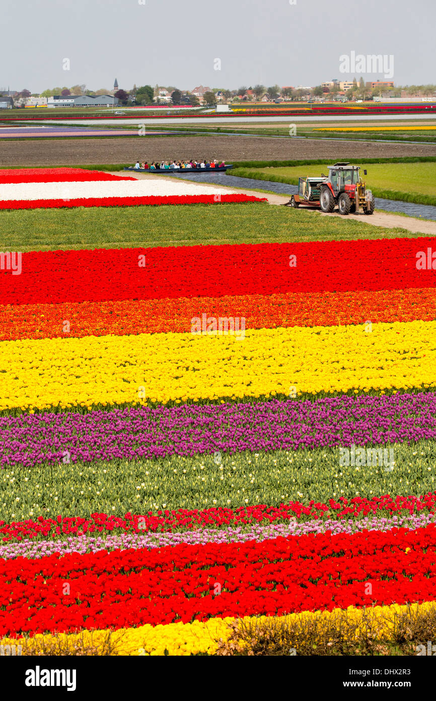 Netherlands, Lisse, Tulip fields. High angle view from Keukenhof ...
