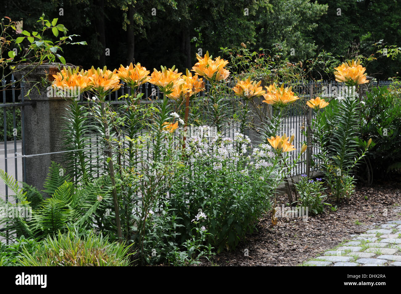 Lily lilium hybridum hi-res stock photography and images - Alamy