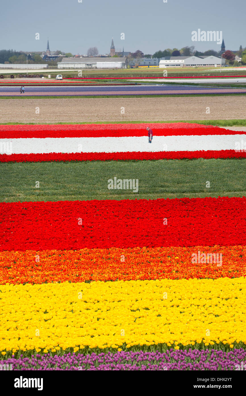 Netherlands, Lisse, Tulip fields. High angle view from Keukenhof ...