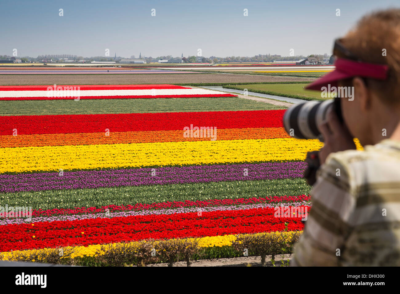 Netherlands, Lisse, Tulip fields. High angle view from Keukenhof ...
