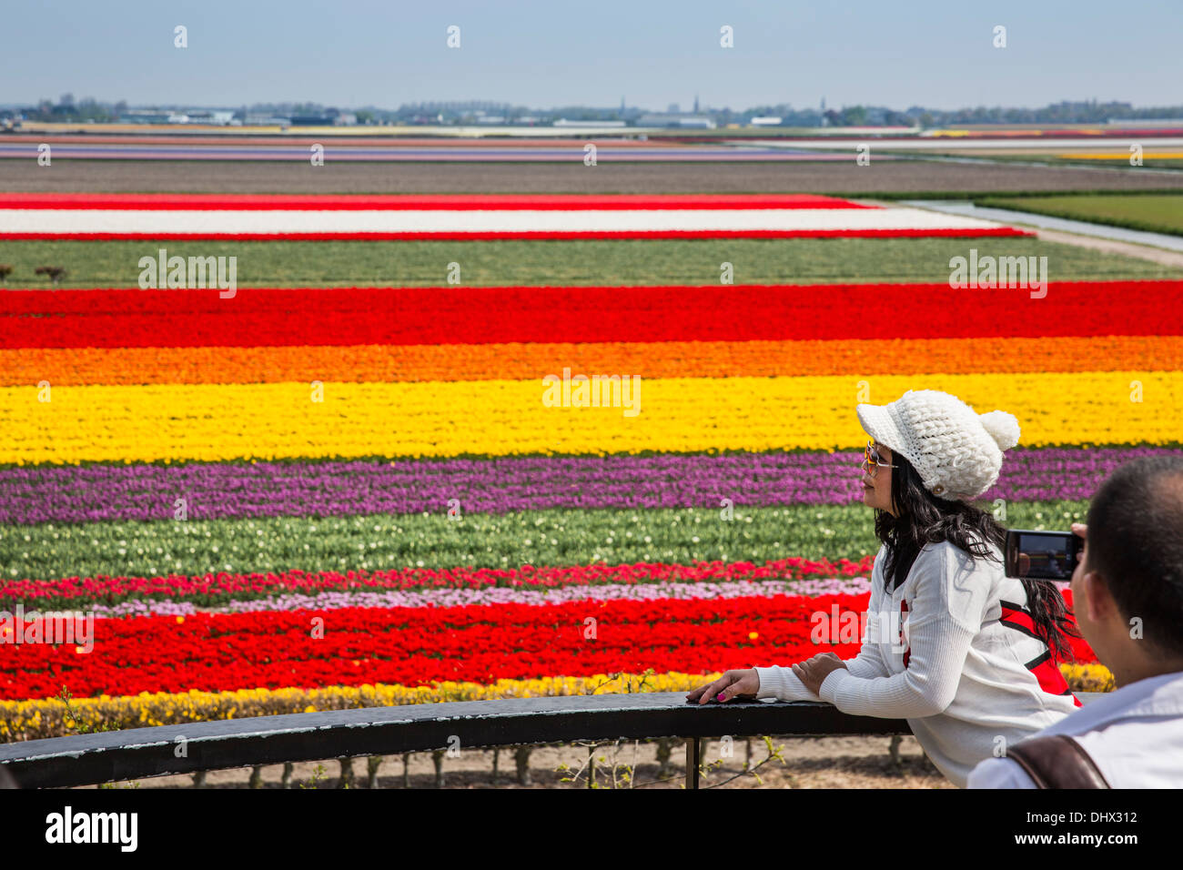 Netherlands, Lisse, Tulip fields. High angle view from Keukenhof ...