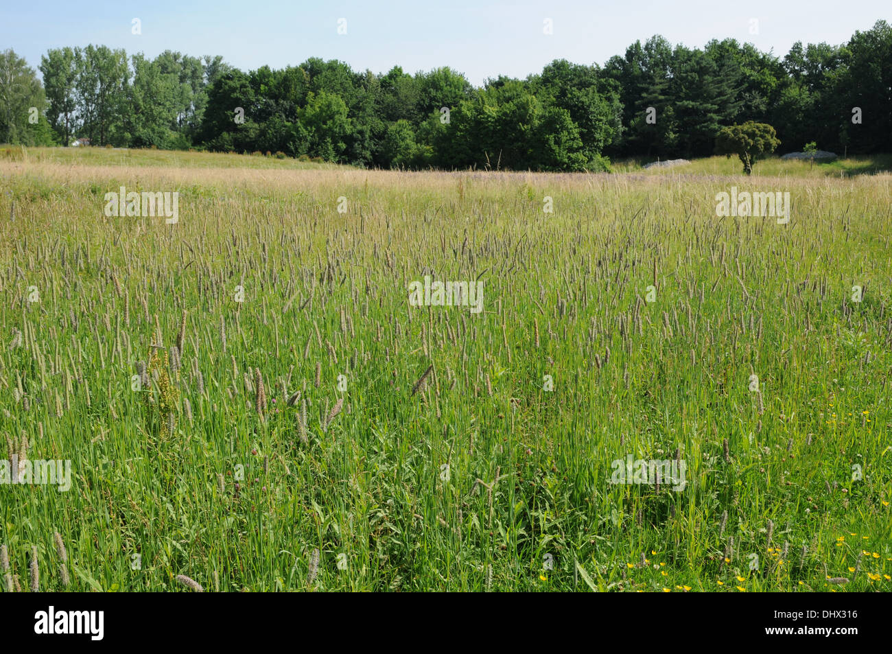 Wiesen lieschgras wiesenlieschgras phleum hi-res stock photography and ...