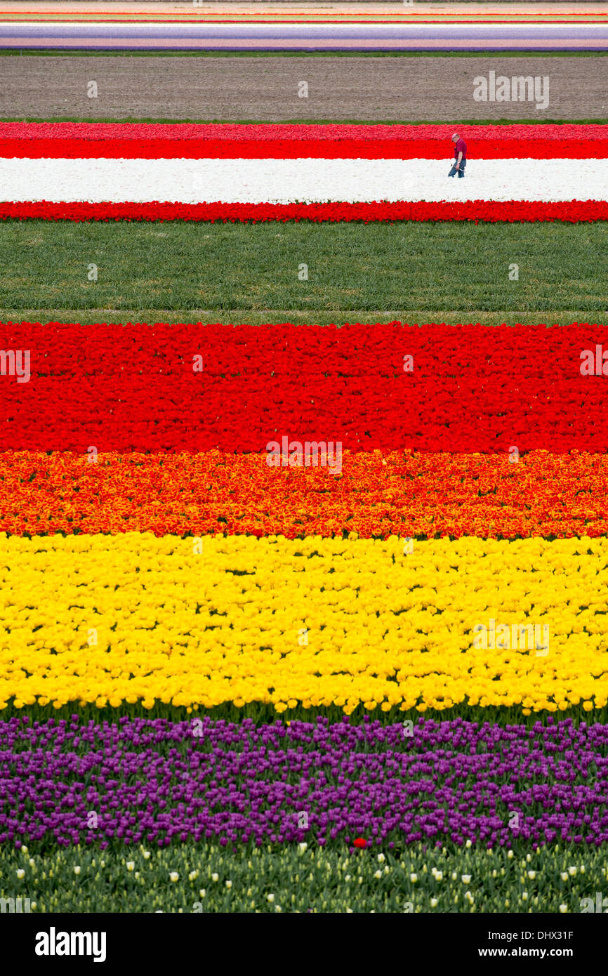 Netherlands, Lisse, Tulip fields. High angle view from Keukenhof ...