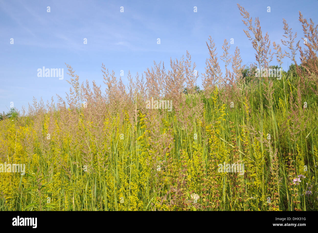 Wood smallread hi-res stock photography and images - Alamy