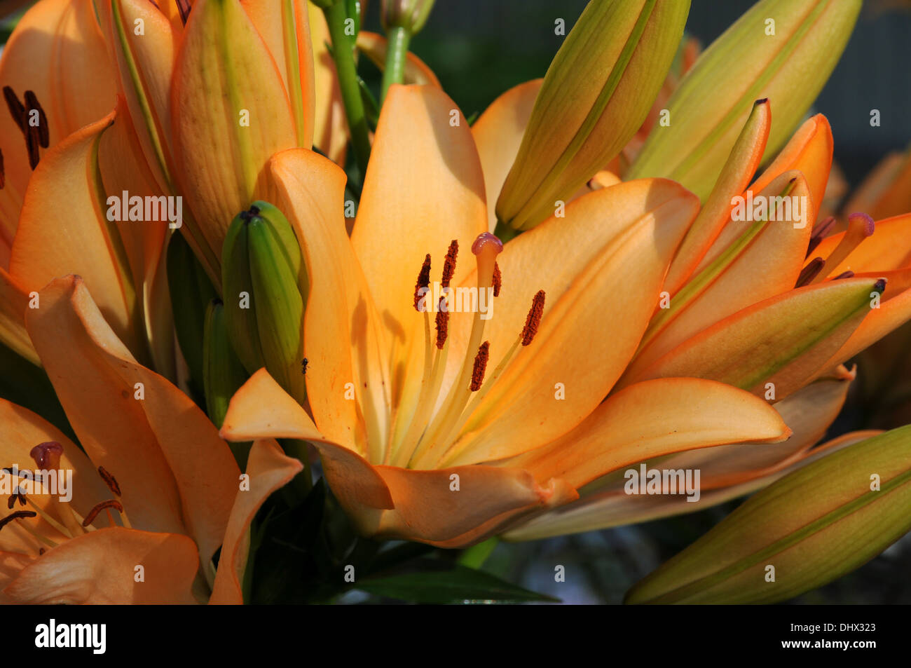 Asiatic lily bulb hi-res stock photography and images - Alamy