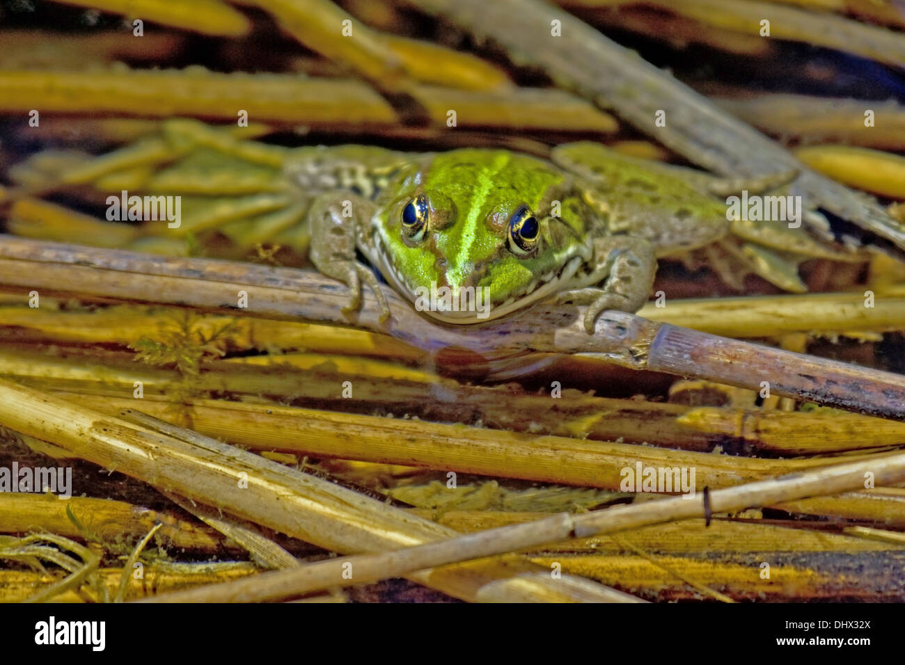 Water frog wasserfrosch hi-res stock photography and images - Alamy