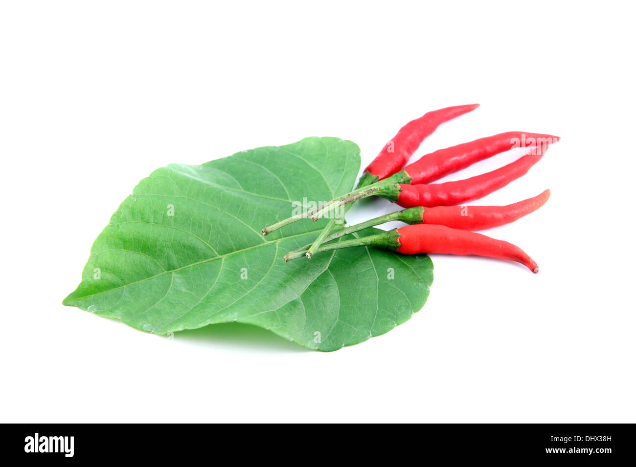 Chilli leaves hi-res stock photography and images - Alamy