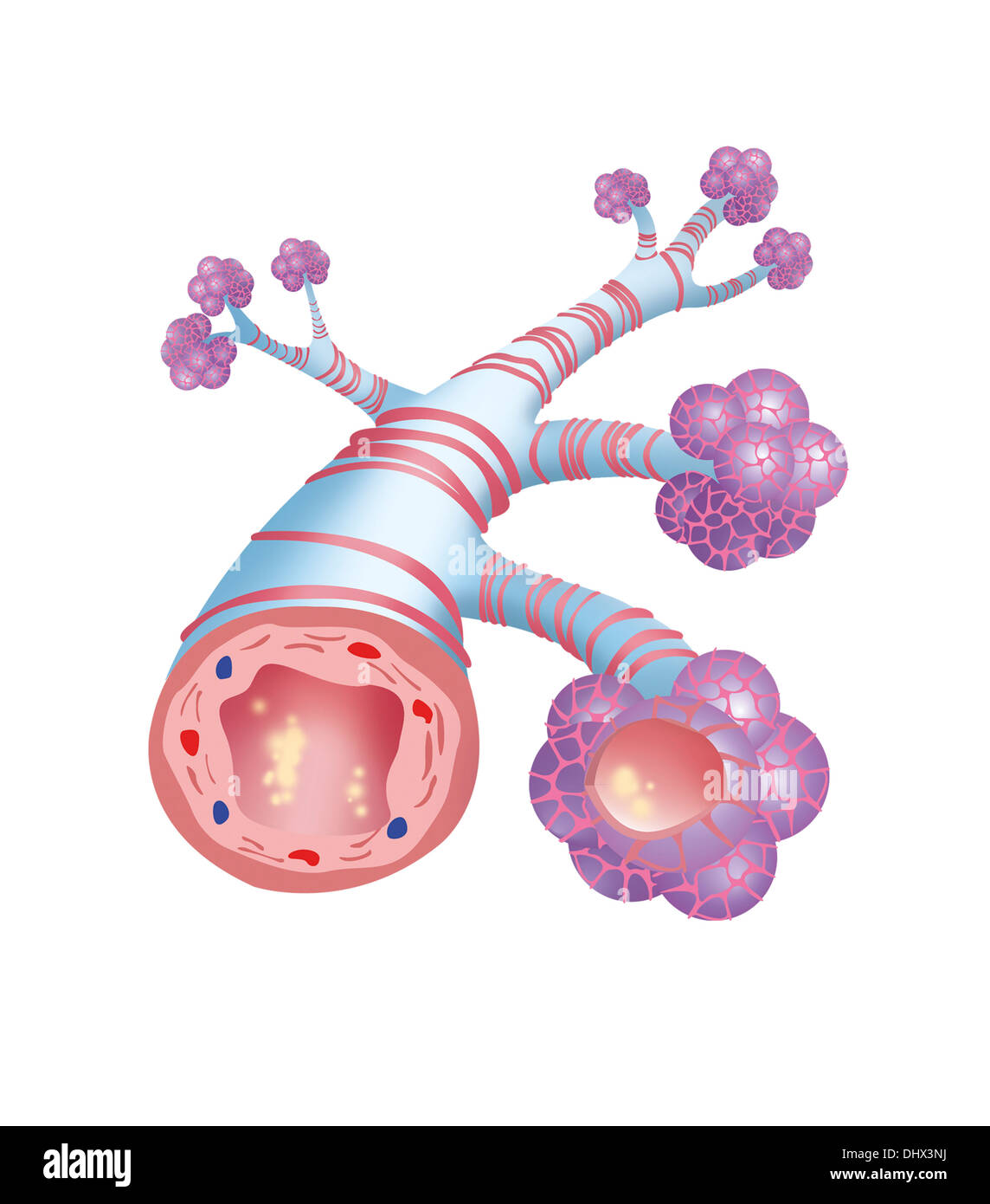 Bronchus hi-res stock photography and images - Alamy