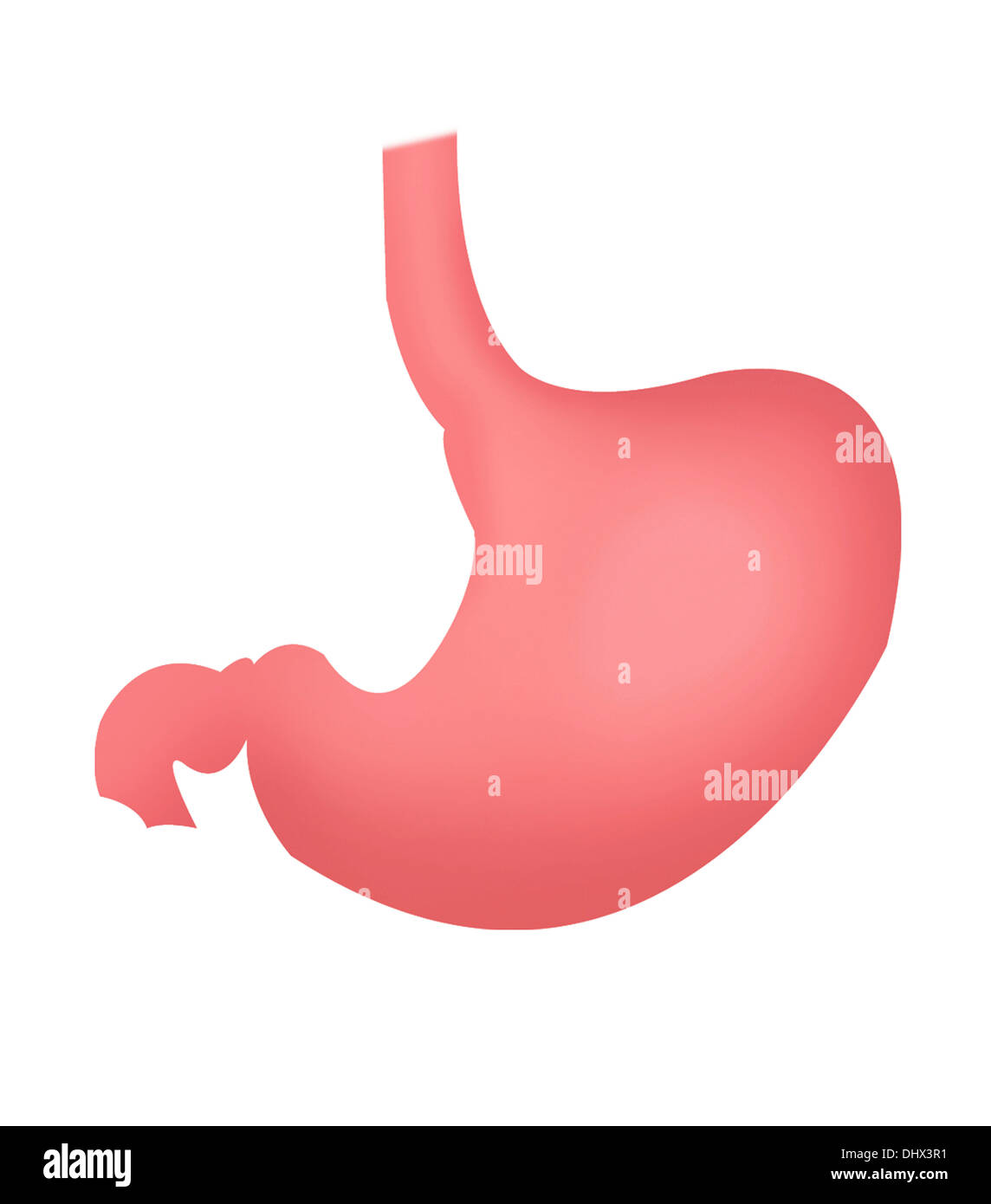 Stomach drawing Cut Out Stock Images & Pictures - Alamy