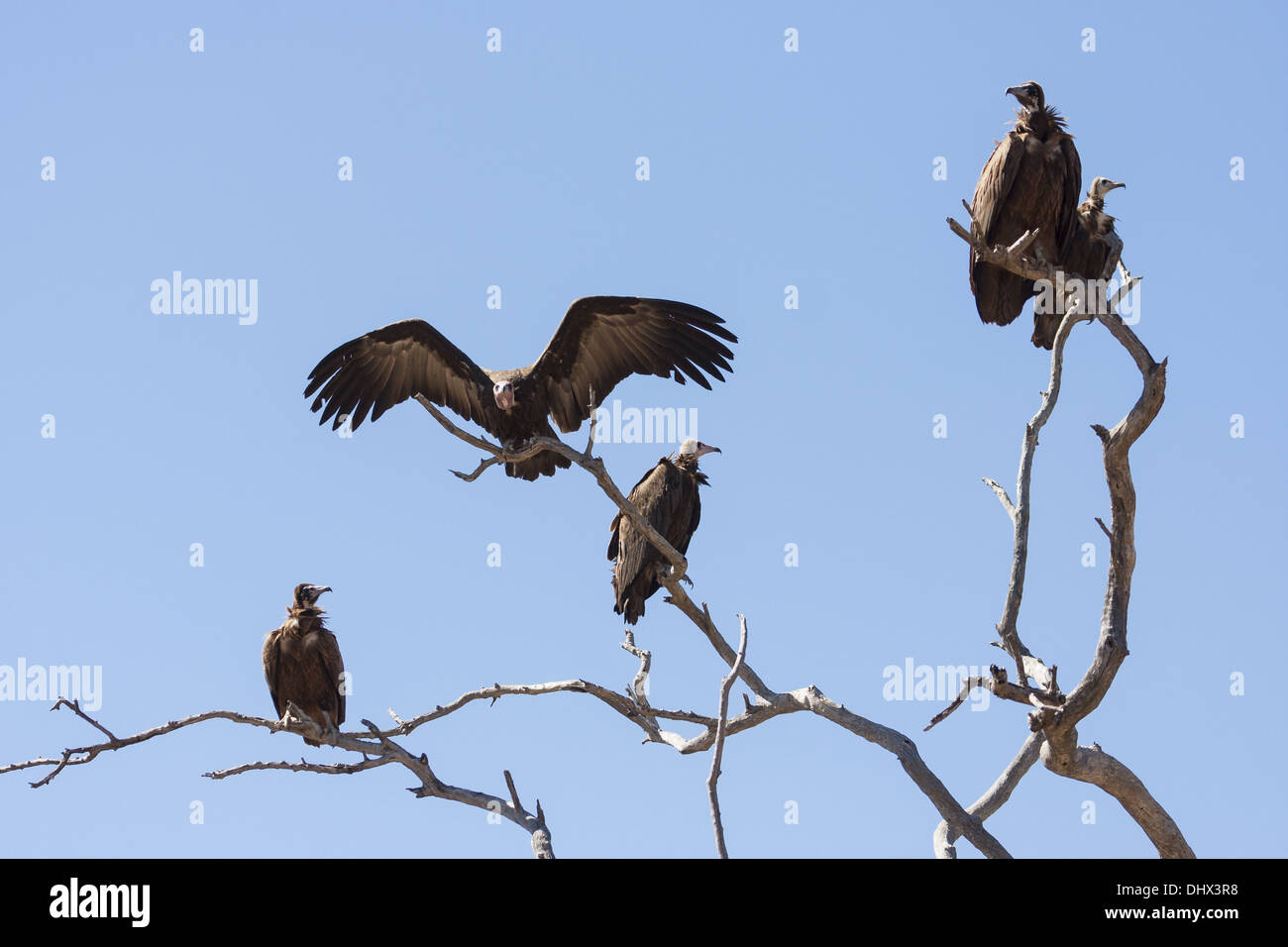 Vultures in South Africa Stock Photo - Alamy