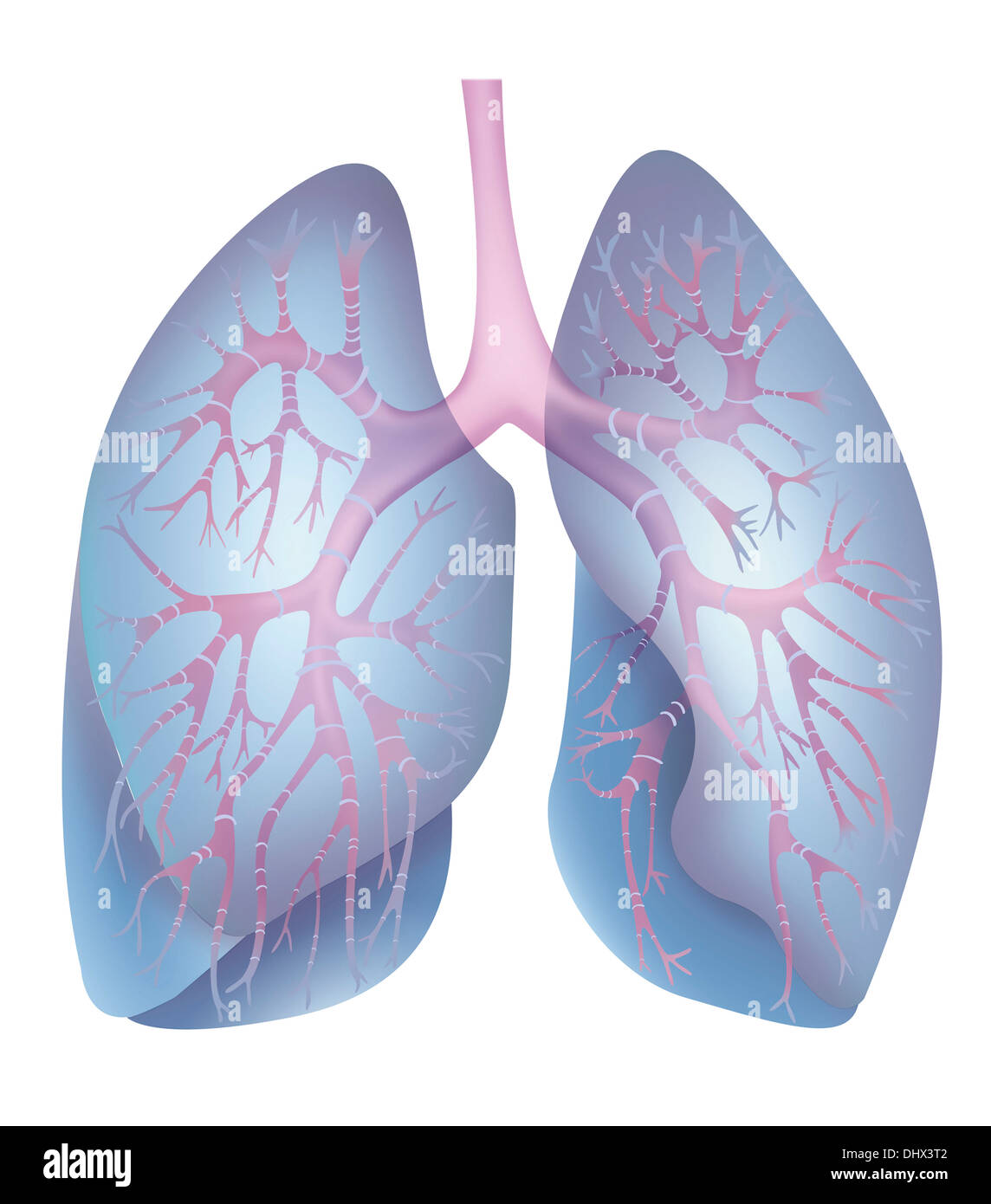 Lung Cut Out Stock Images & Pictures - Alamy