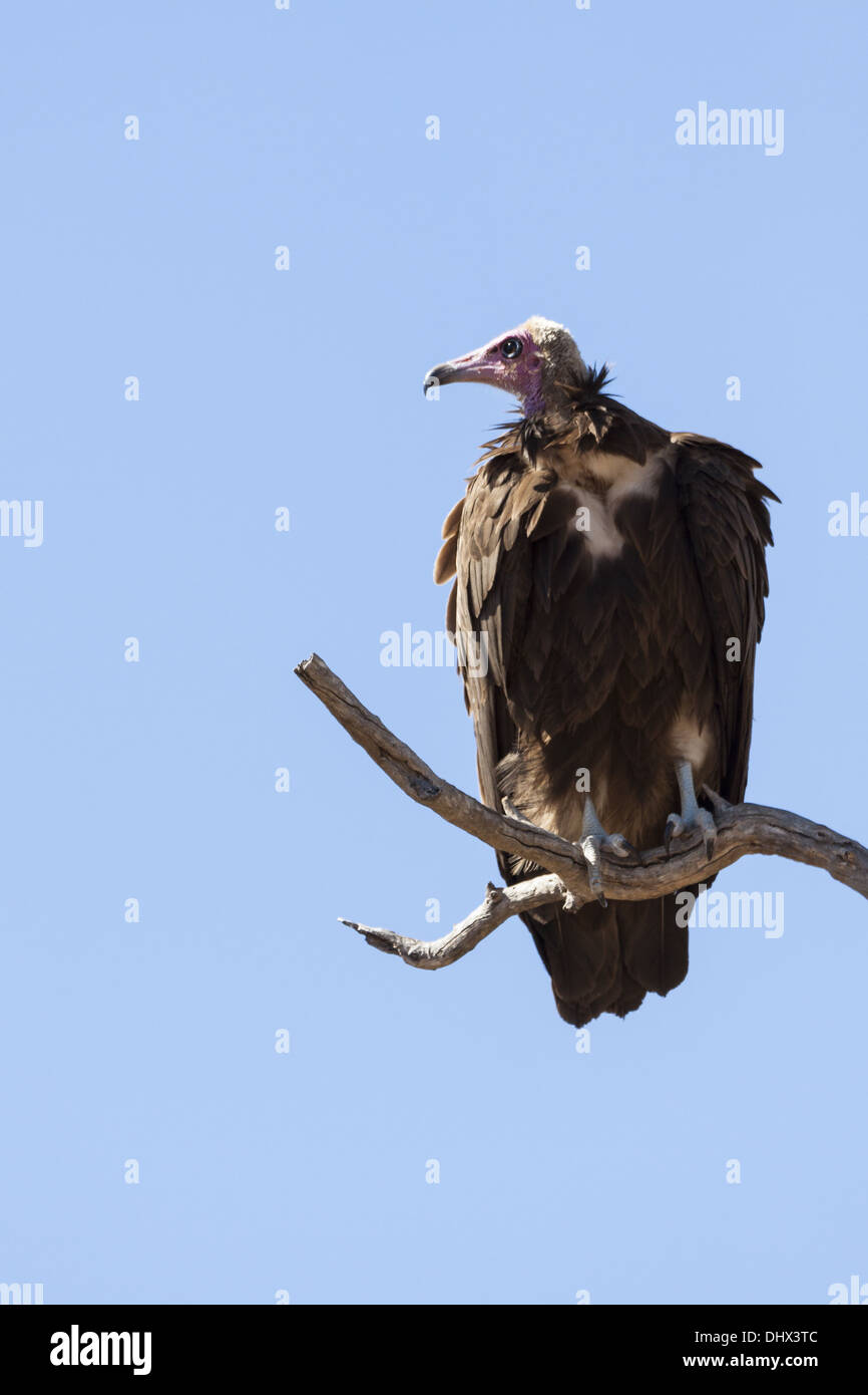 Vulture in South Africa Stock Photo - Alamy