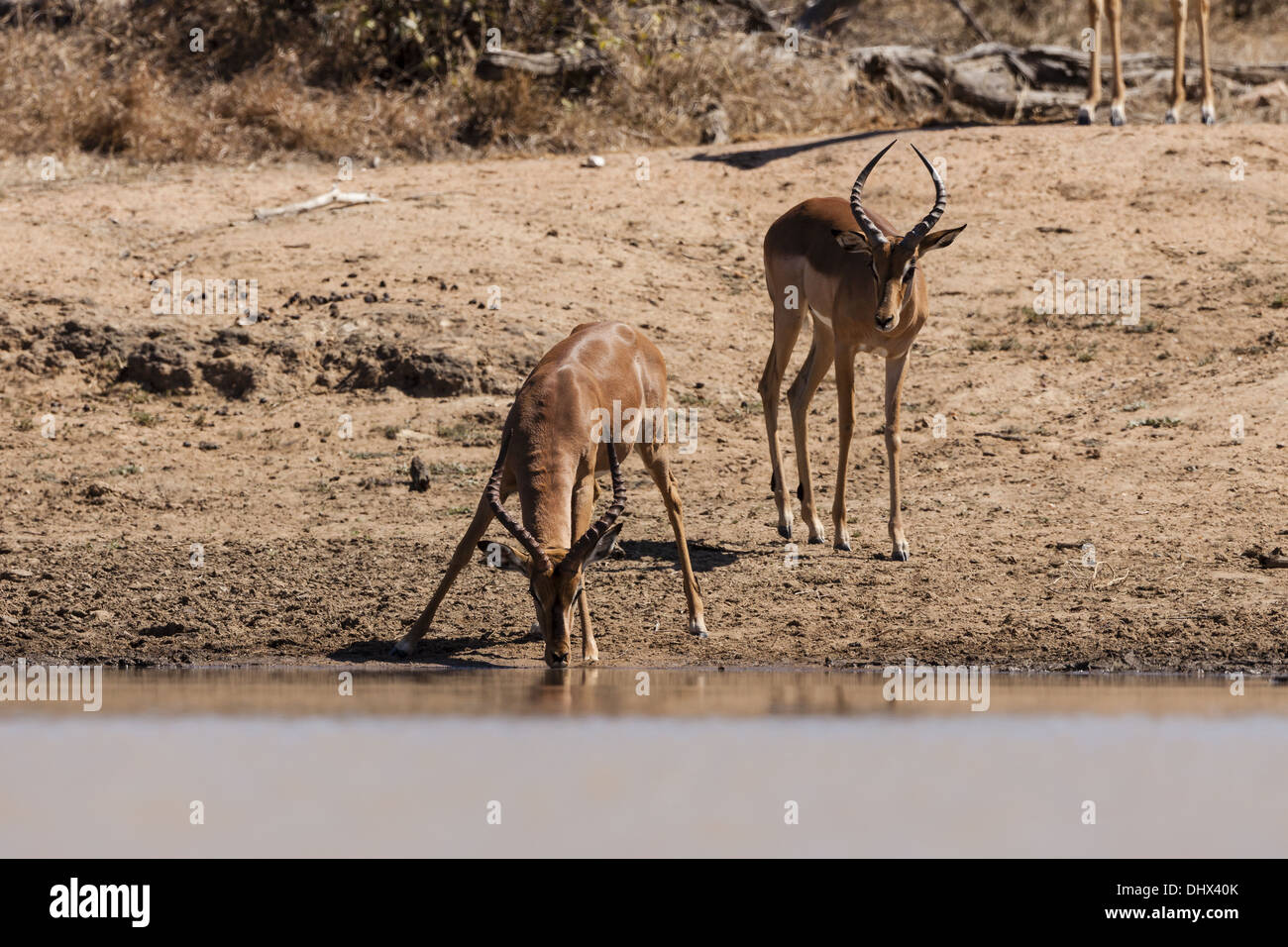 Impala at the waterhole Stock Photo - Alamy