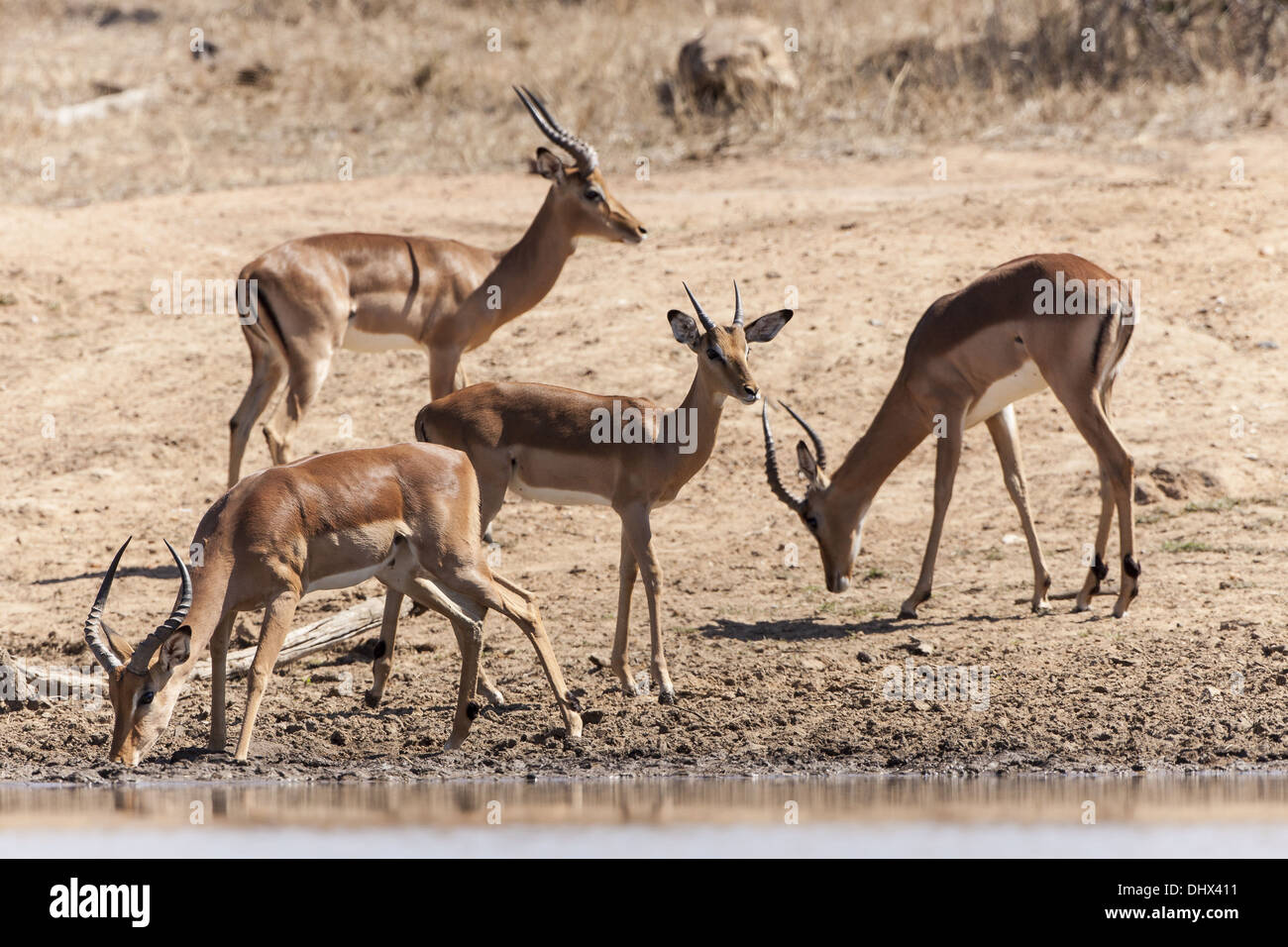 Impala at the waterhole Stock Photo - Alamy