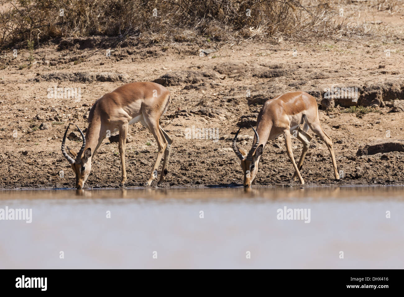 Impala at the waterhole Stock Photo - Alamy