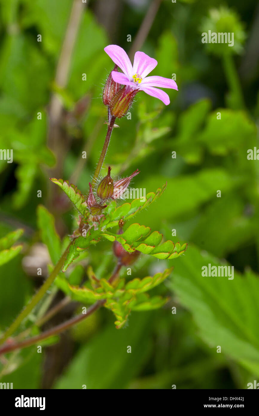 Robert geranium, Geranium robertianum Stock Photo - Alamy