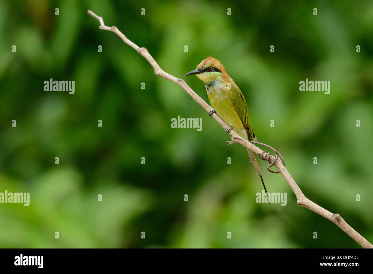 beautiful Green Bee-eater (Merops orientalis) in Thailand Stock Photo ...