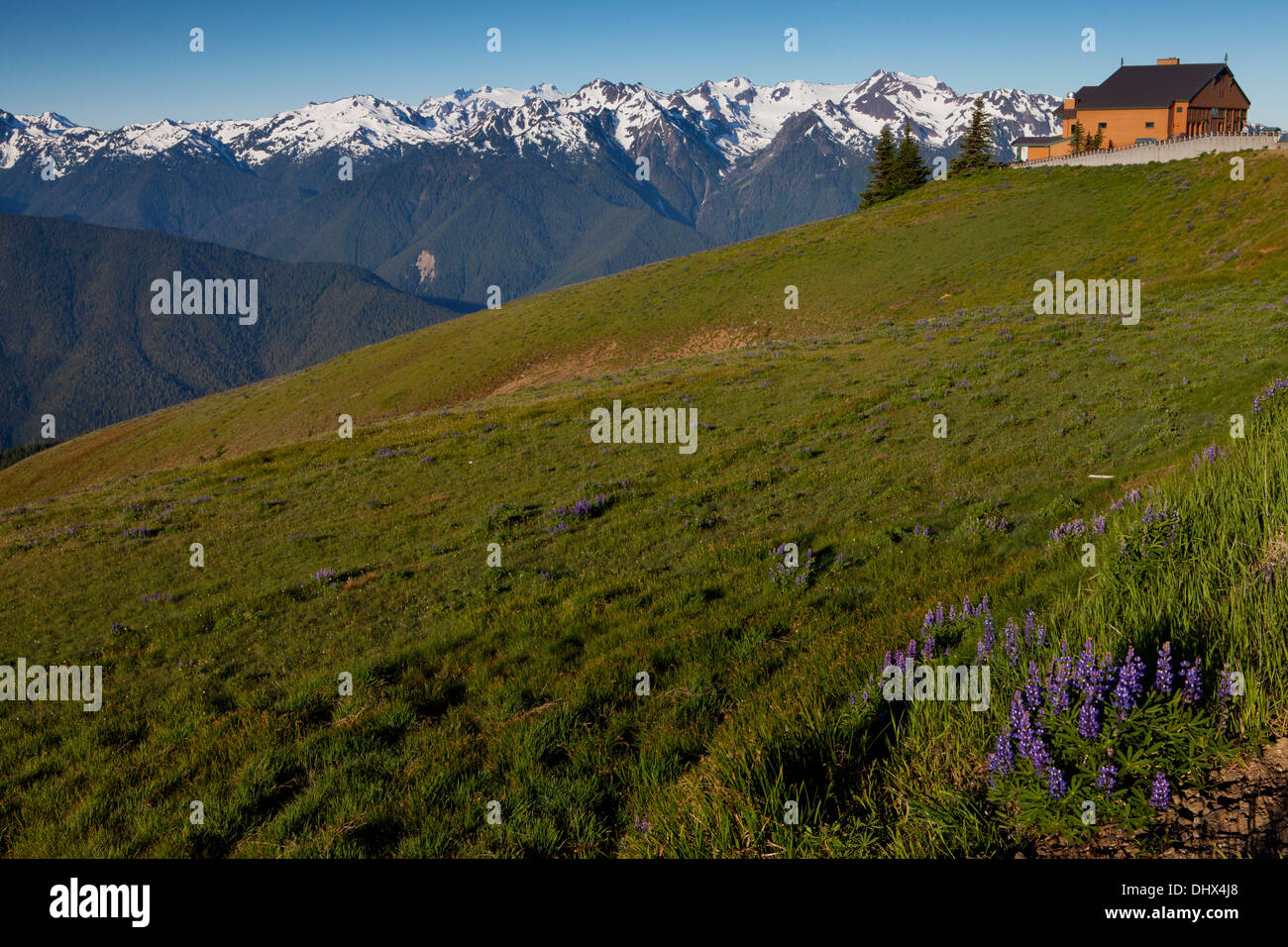 Hurricane Ridge and the Bailey Range, Olympic National Park, Washington ...