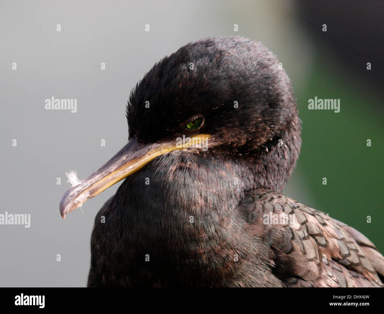 Close up cormorant head hi-res stock photography and images - Alamy