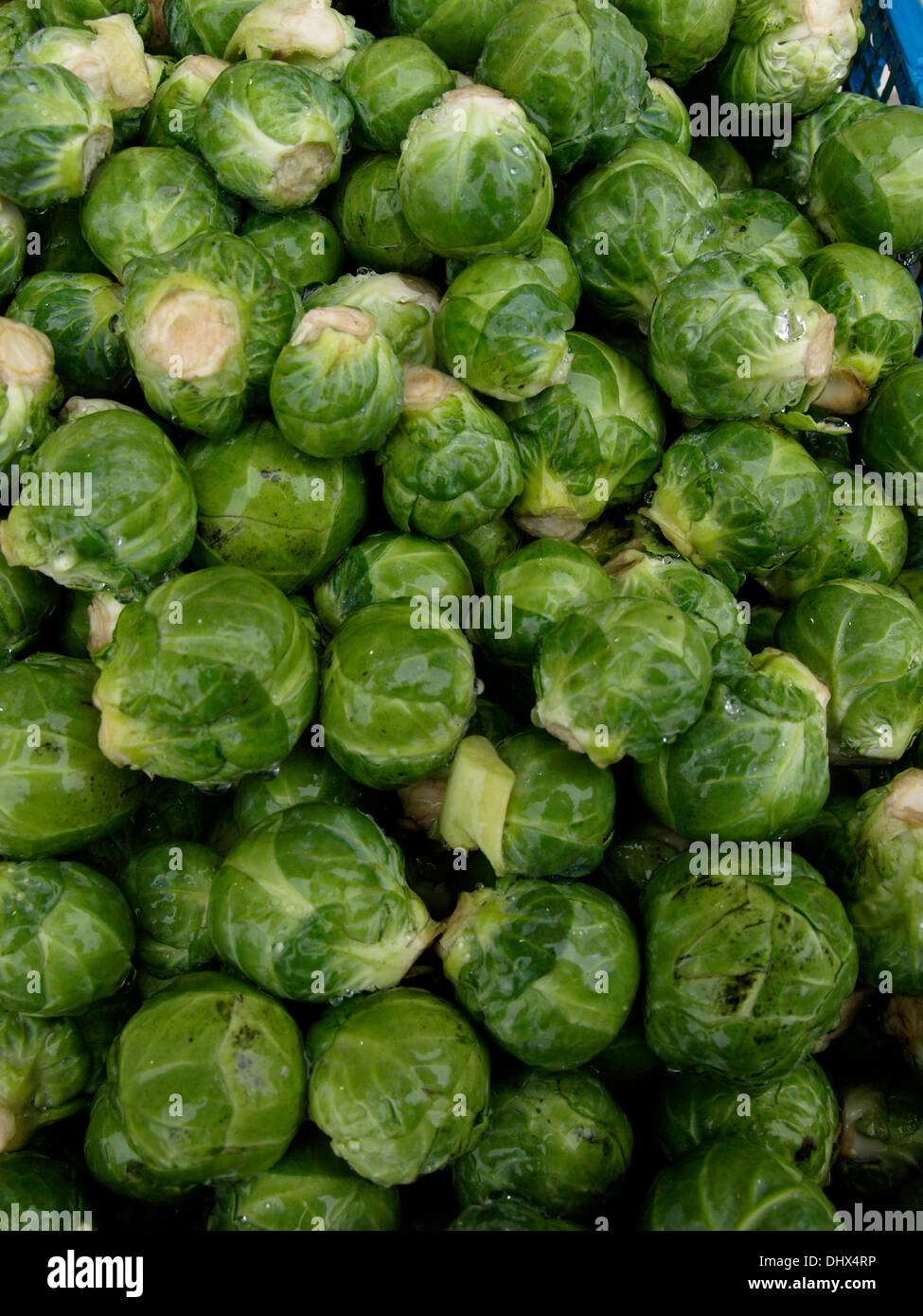 Brussels sprouts hi-res stock photography and images - Alamy