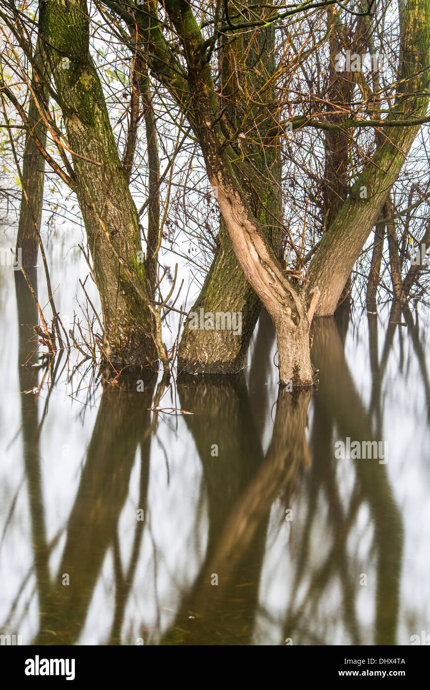 Tree reflection in water Stock Photo - Alamy