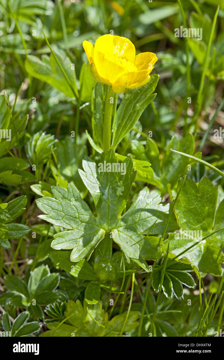 Mountain buttercup hi-res stock photography and images - Alamy