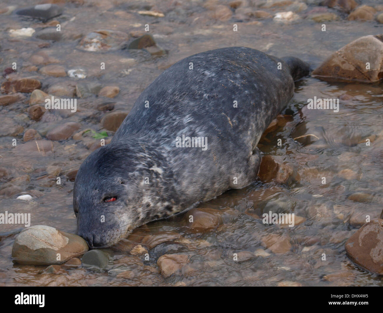 Dead seal hi-res stock photography and images - Alamy
