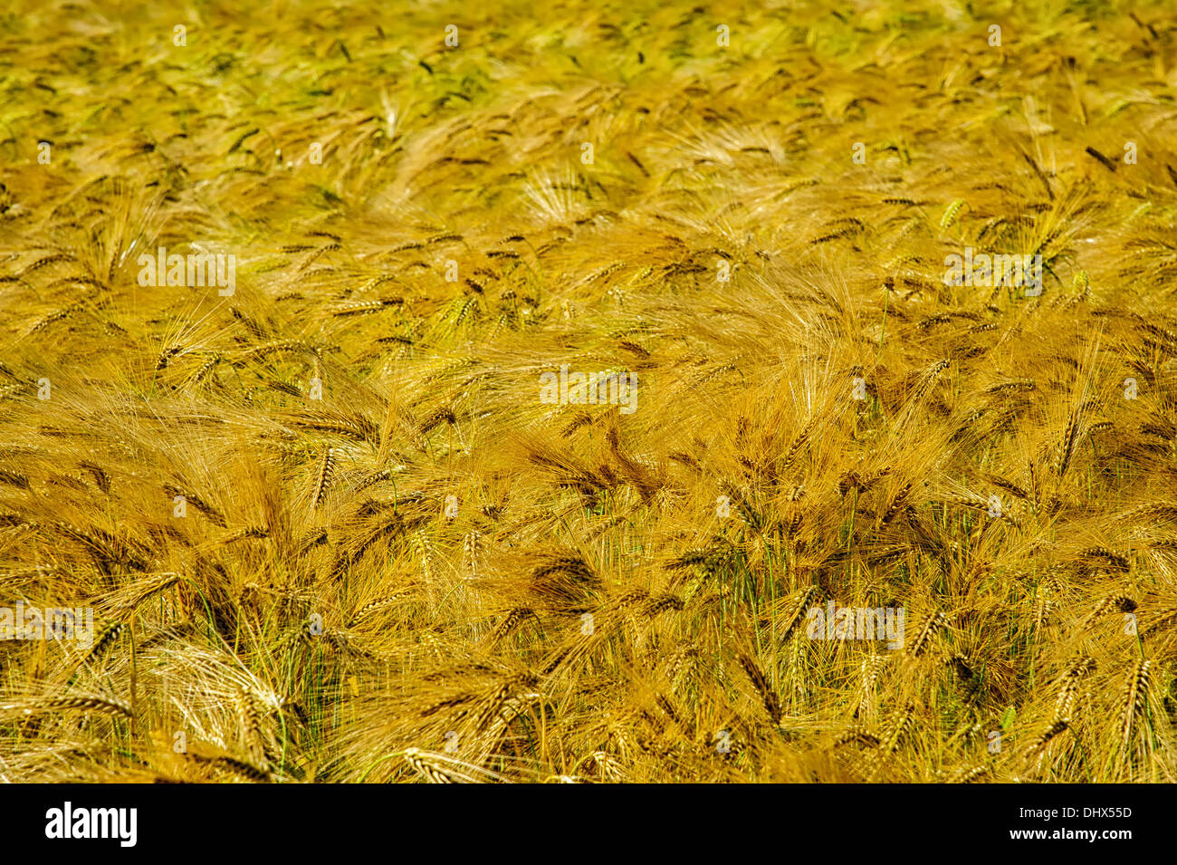 waving wheat field Stock Photo - Alamy