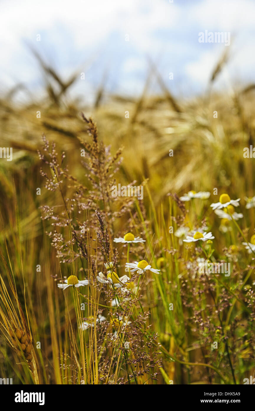 Grasses and flowers in the corn Stock Photo - Alamy