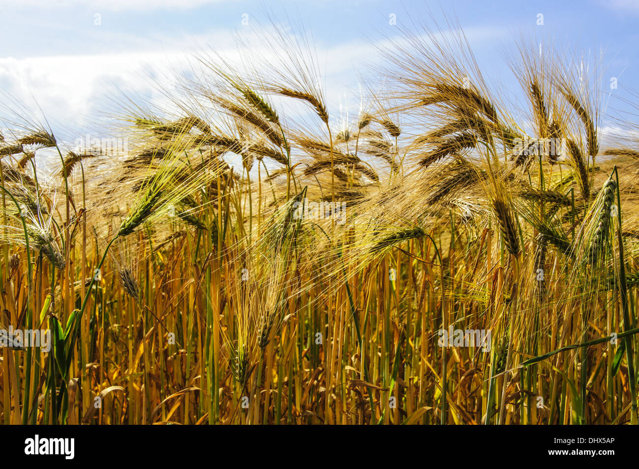 Barley awns hi-res stock photography and images - Alamy