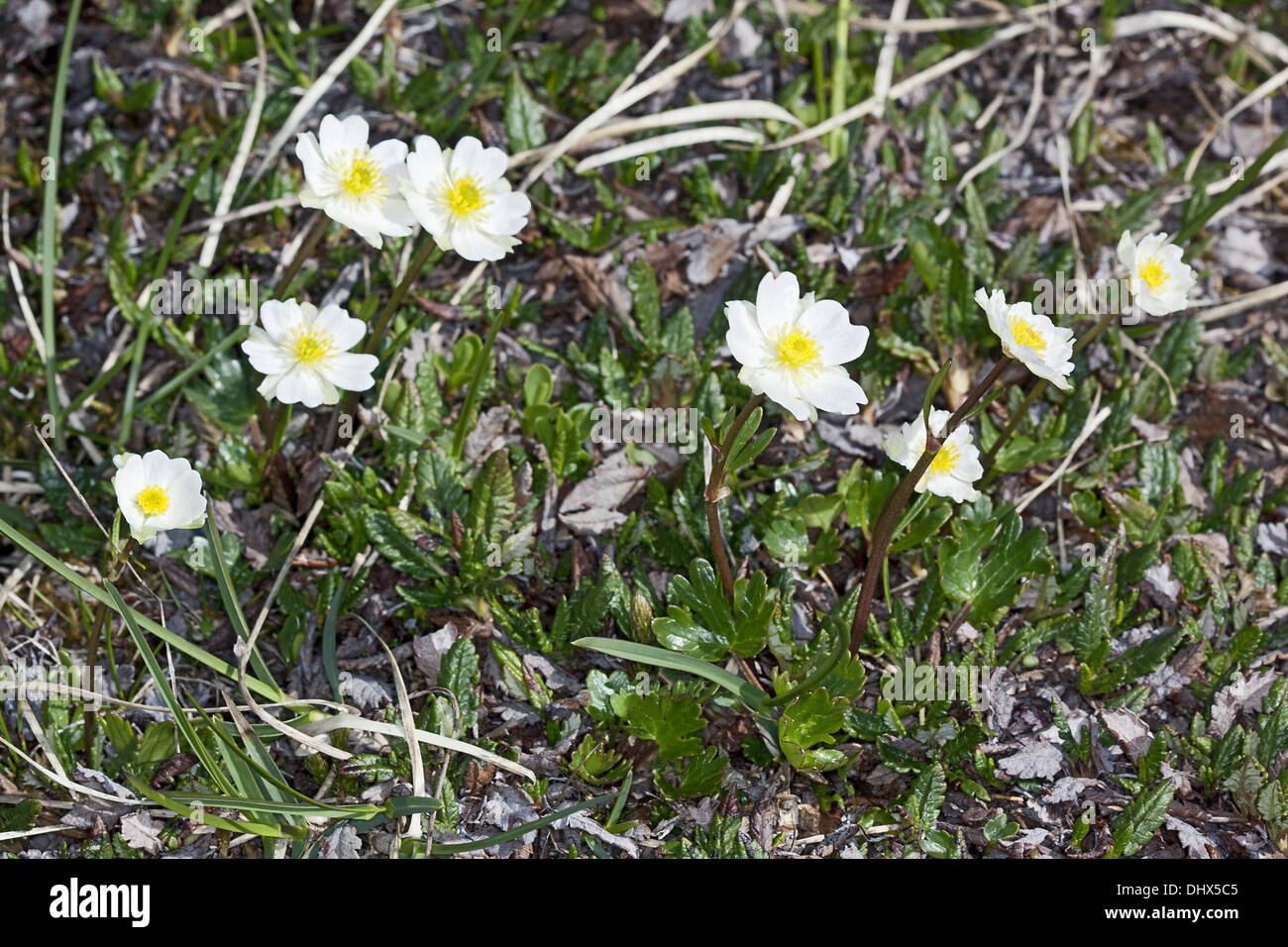 Ranunculus alpestris, Alpine Crowfoot Stock Photo - Alamy