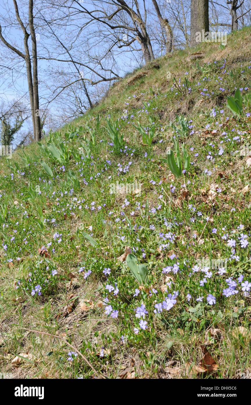 Periwinkle periwinkles hi-res stock photography and images - Alamy