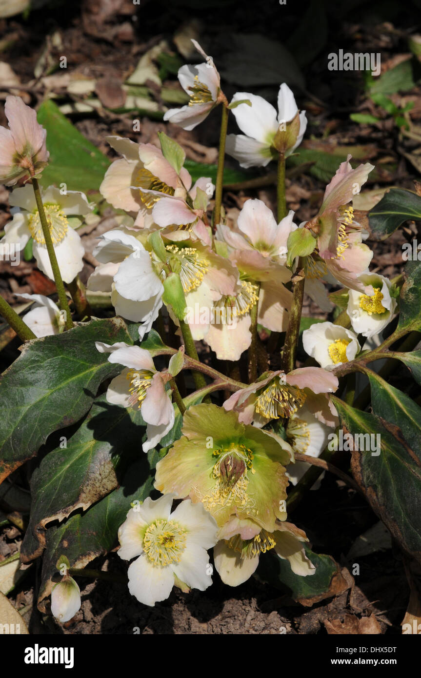 Hellebore plants hi-res stock photography and images - Alamy