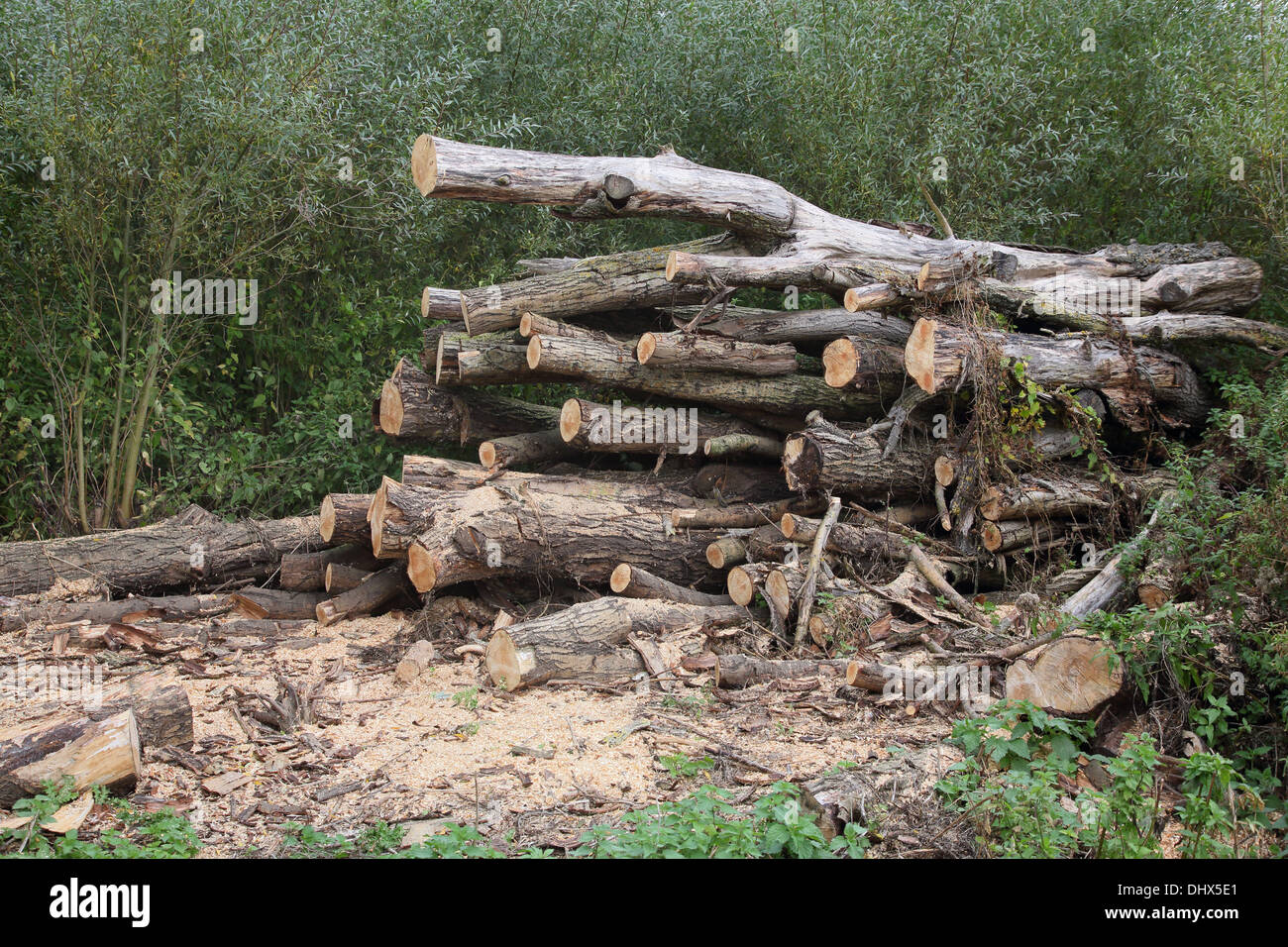 Heap of cut timber Stock Photo - Alamy