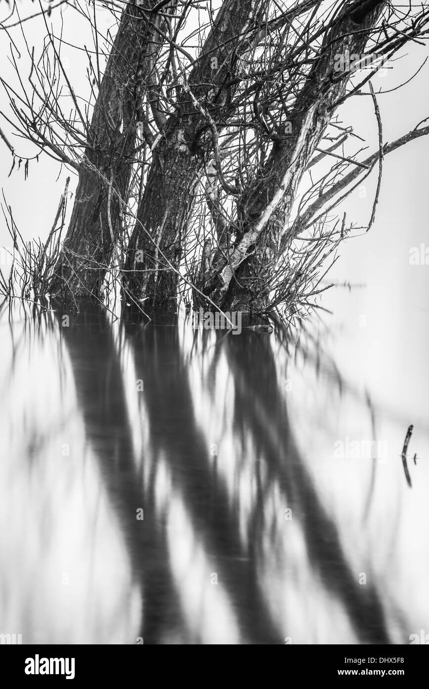 Tree reflection in water Stock Photo - Alamy