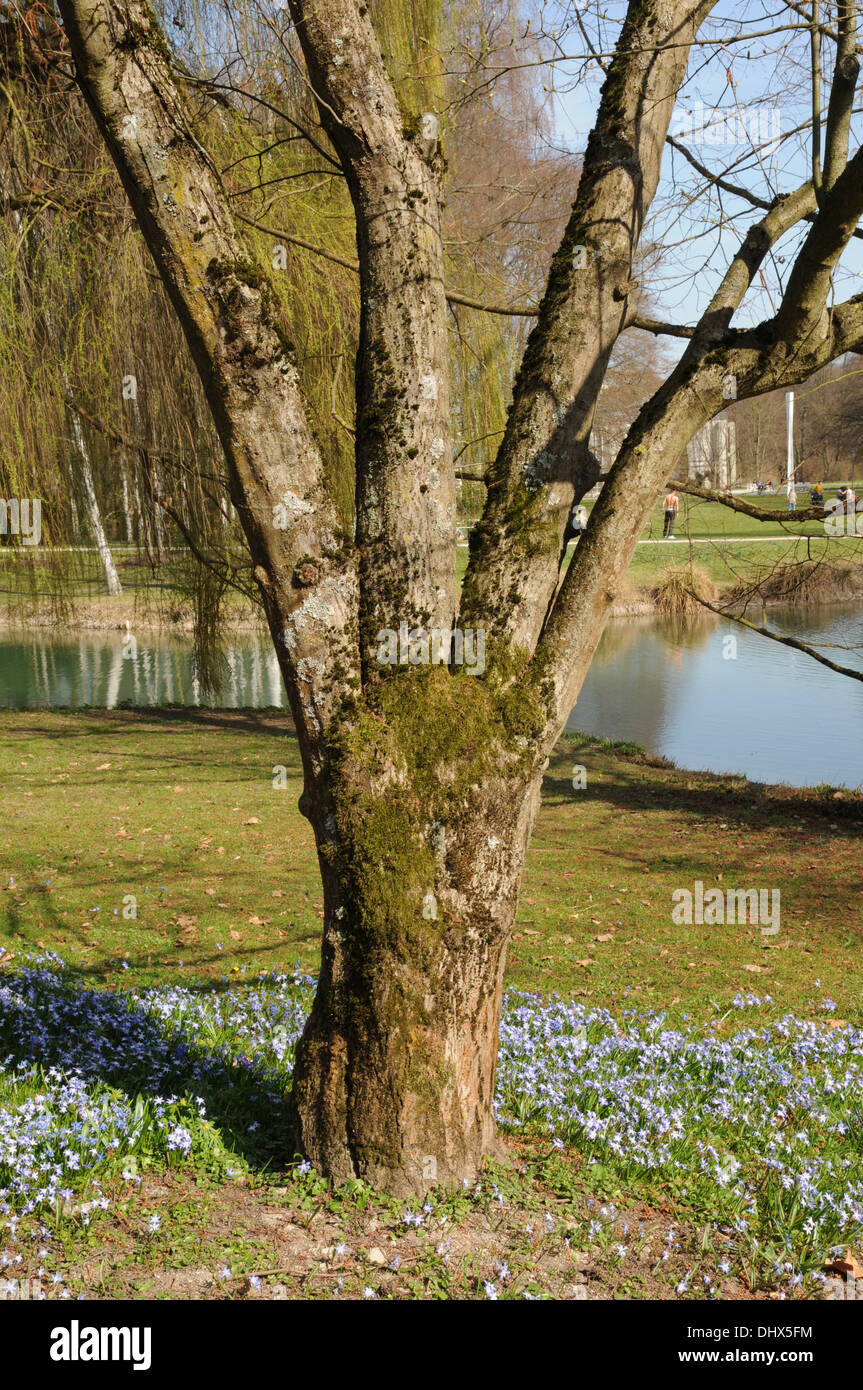 Pollen erle hi-res stock photography and images - Alamy