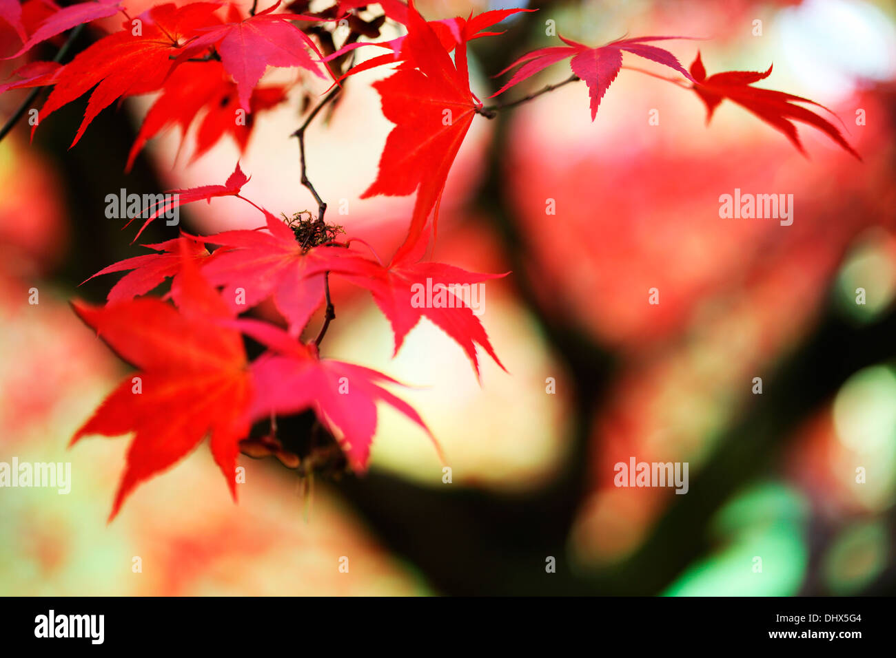 beautiful red acer tree Jane Ann Butler Photography JABP970 Stock Photo ...