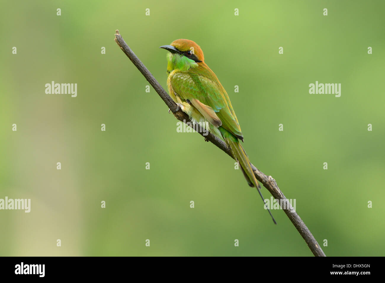 beautiful Green Bee-eater (Merops orientalis) in Thailand Stock Photo ...