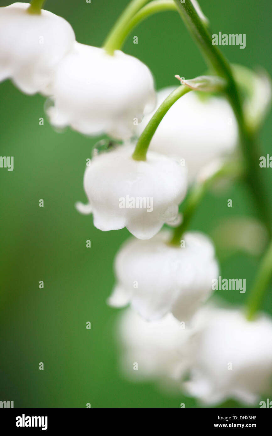 lily of the valley, charming and sweet scented bell shaped flowers Jane ...