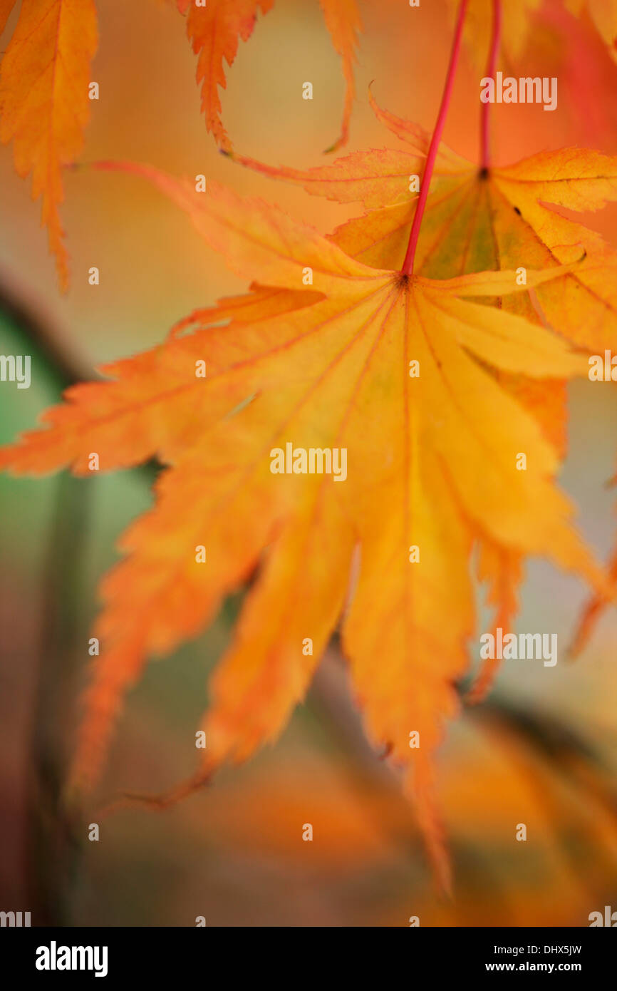 close up of maple leaves Jane Ann Butler Photography JABP967 Stock ...