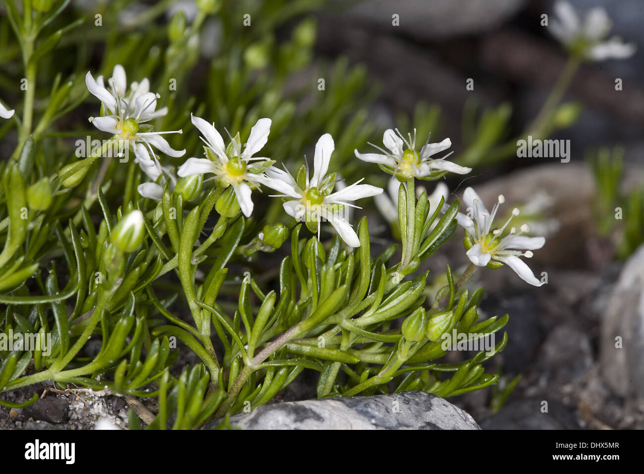 Creeping herb hi-res stock photography and images - Alamy