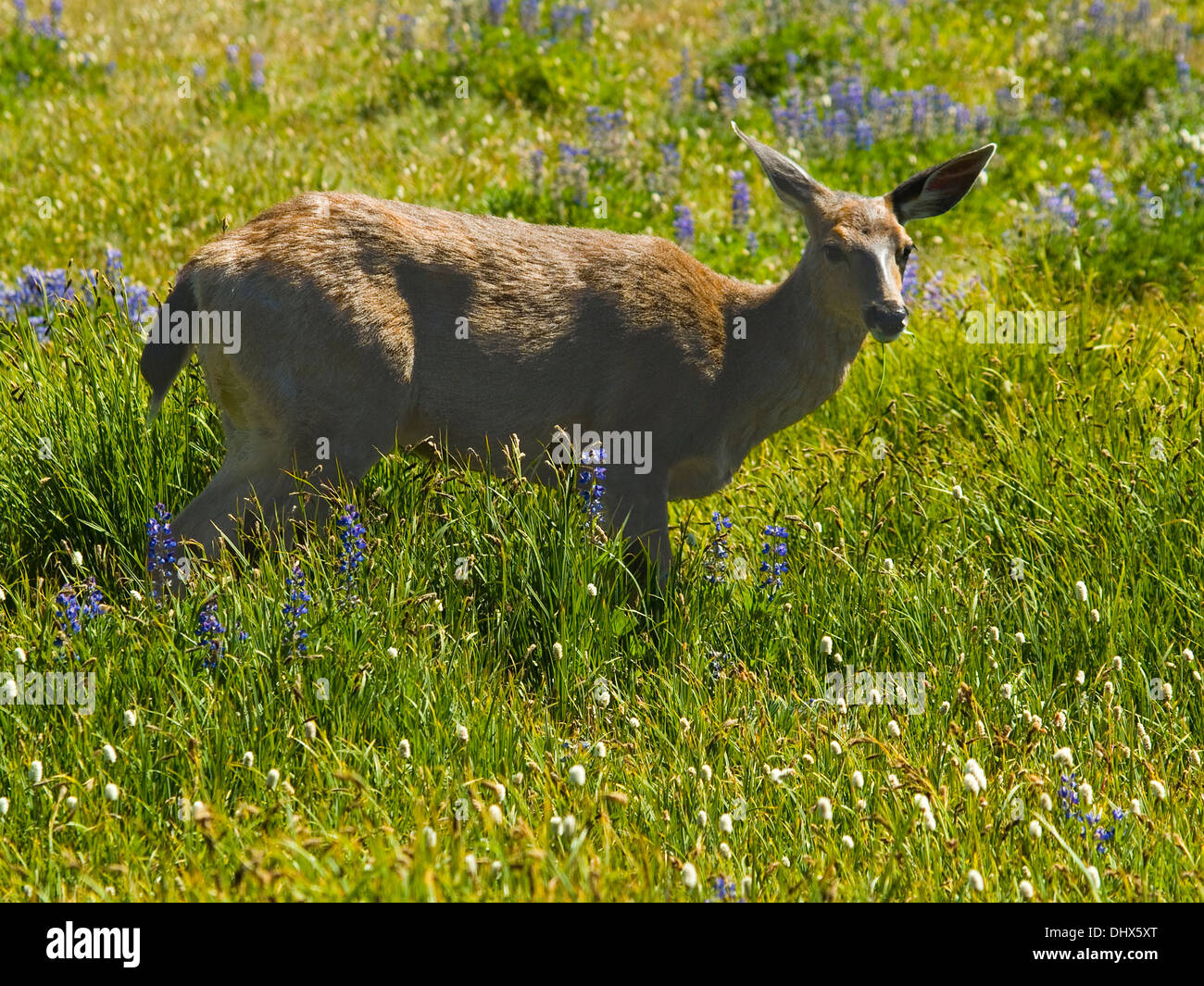 Black-tailed deer,Washington State Stock Photo - Alamy