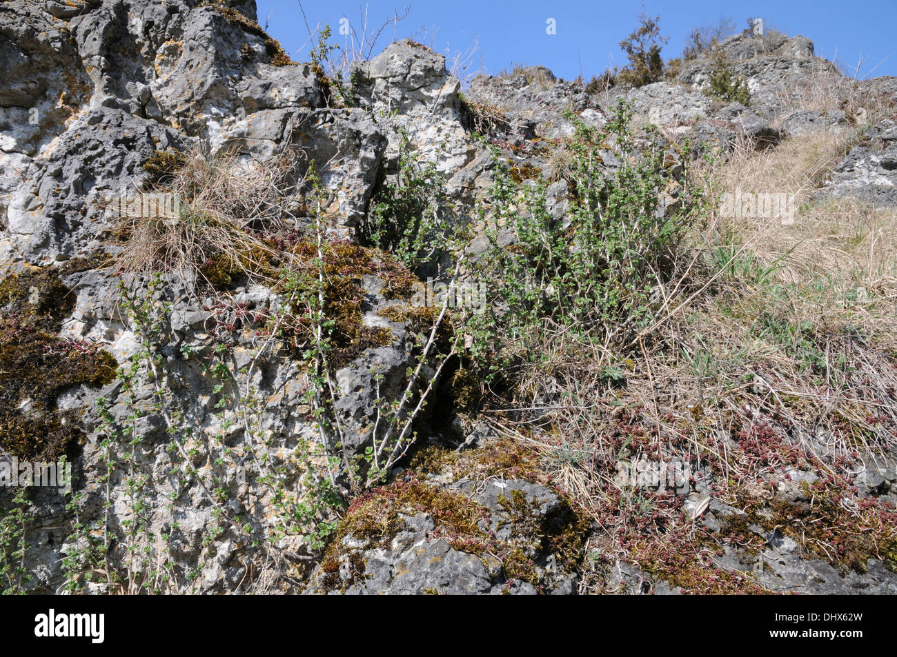 Wilder stachelbeerbusch hi-res stock photography and images - Alamy