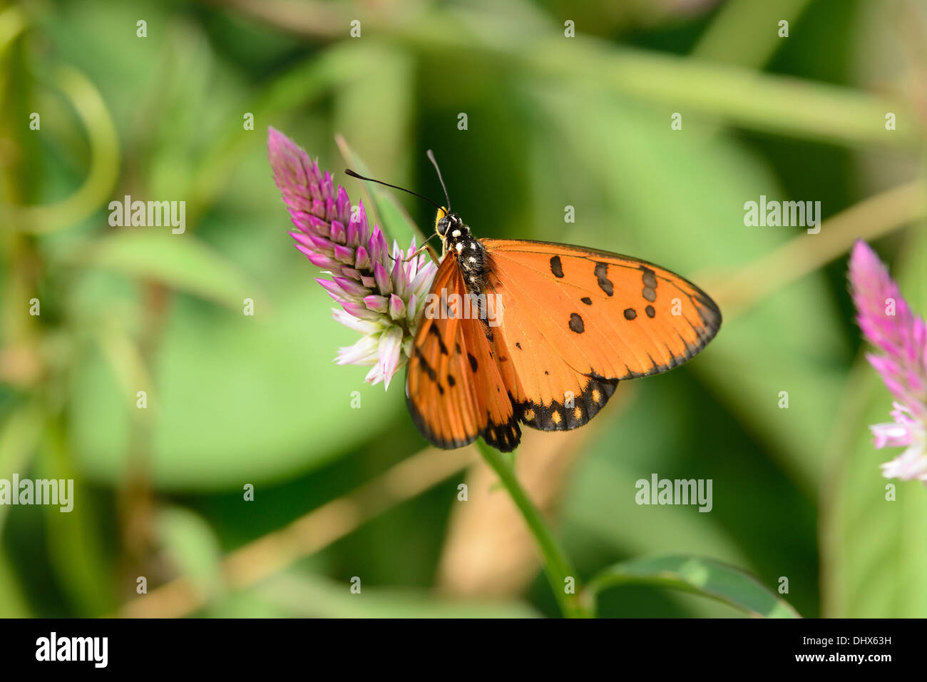 Coster butterfly hi-res stock photography and images - Alamy