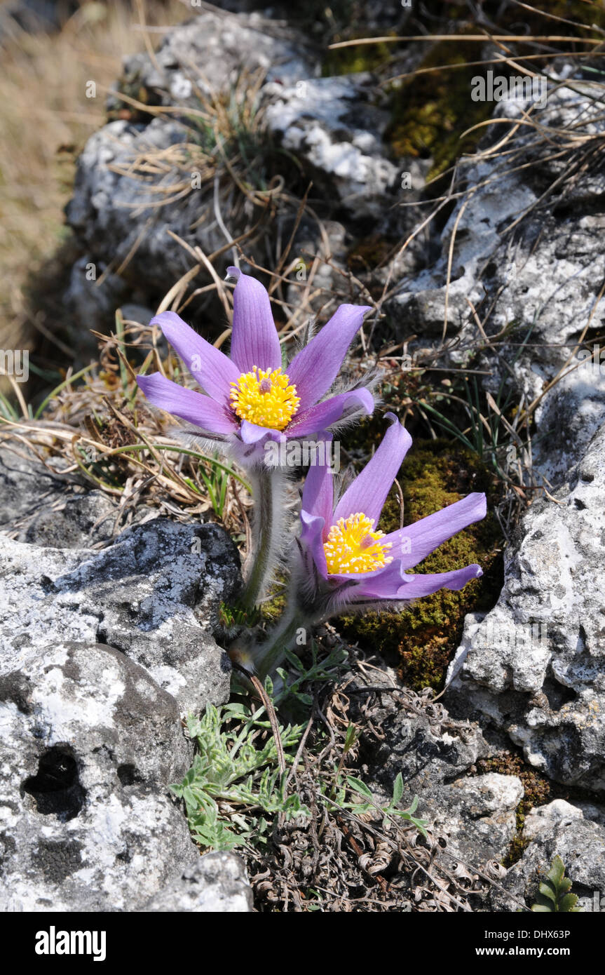 Alpine pasque flowers hi-res stock photography and images - Alamy