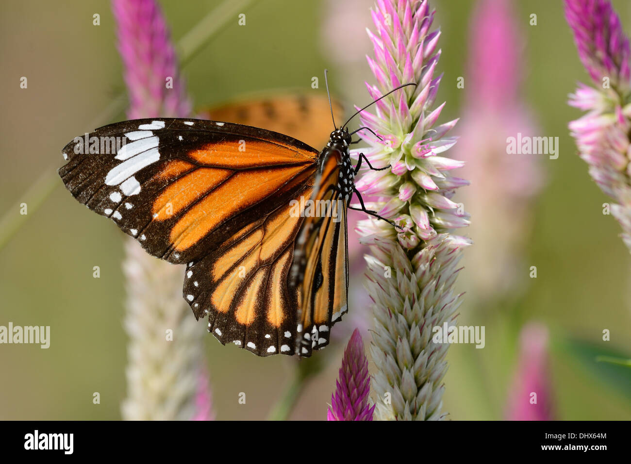 beautiful Common Tiger butterfly (Danaus genutia) at flower garden ...