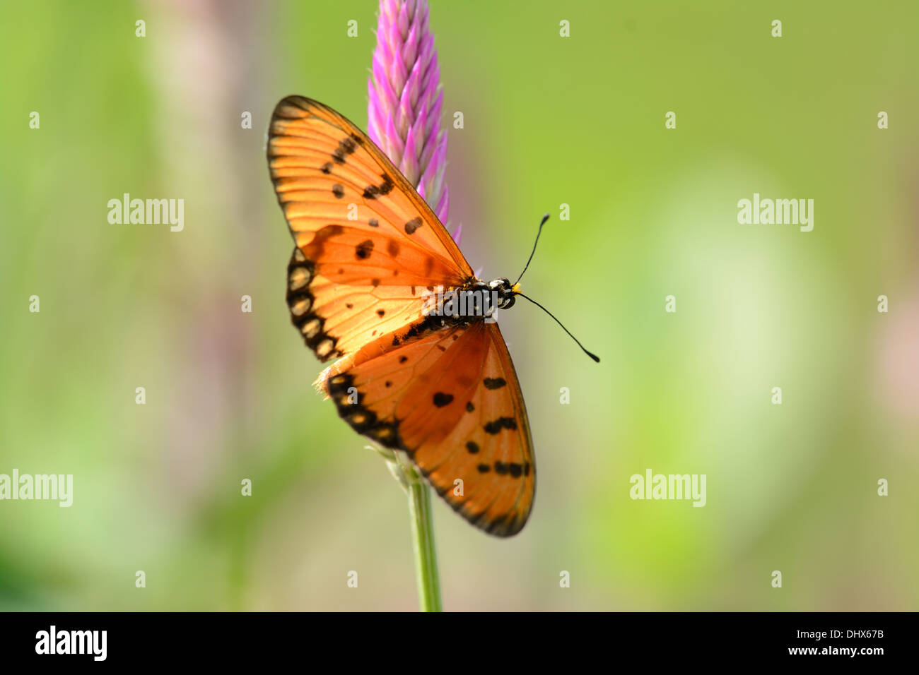 beautiful Tawny Coster butterfly (Acraea violae) at flower garden Stock ...
