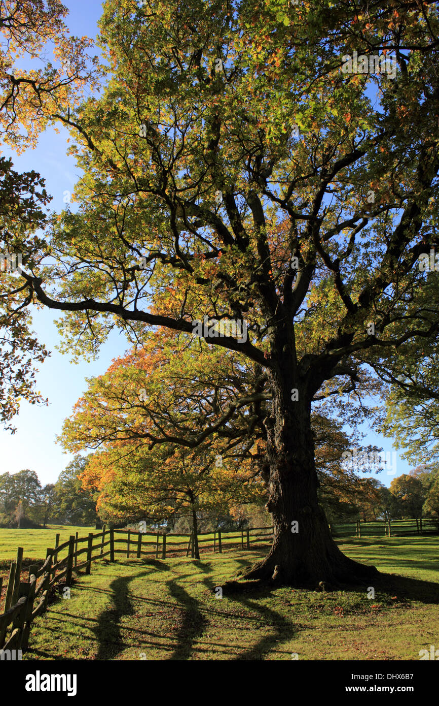 Runnymede, Surrey, UK. 15th November 2013. The autumn colours looked ...