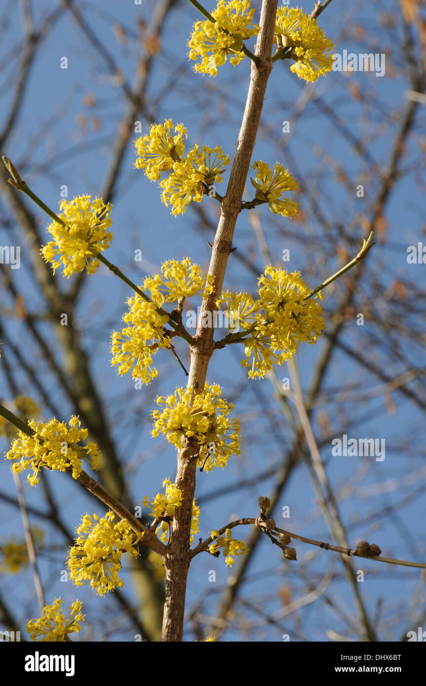 Kornelkirschen hi-res stock photography and images - Alamy