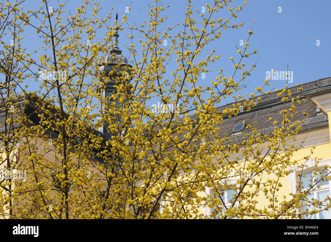 Kornelkirschen hi-res stock photography and images - Alamy